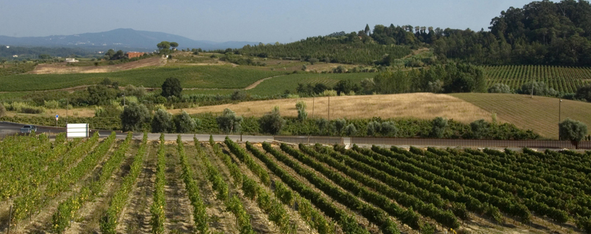 Regiao_Vinhos_Bairrada – Global Wines